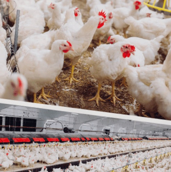 Quantify the Values of IoT Technologies for Poultry Farming | IOTNVR US